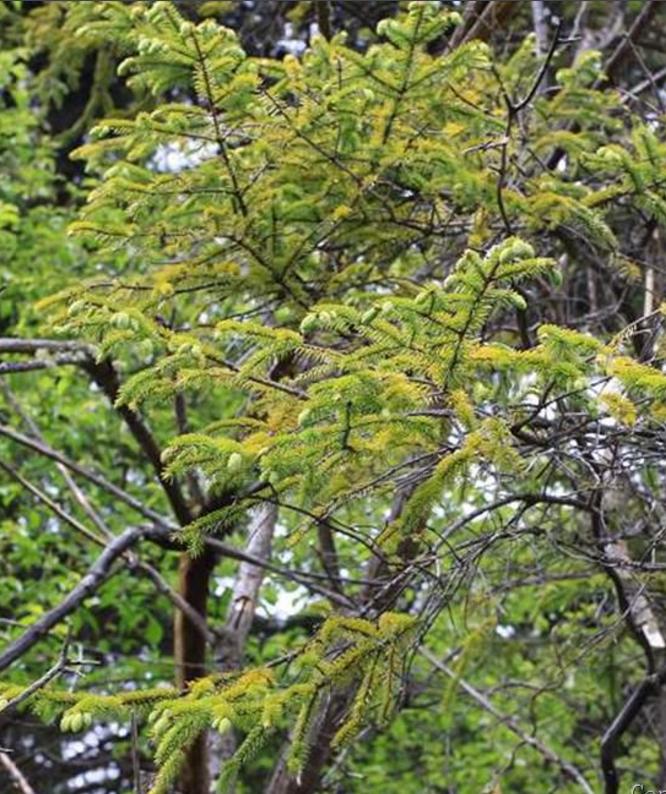 The world's top ten longevity plants - iMedia