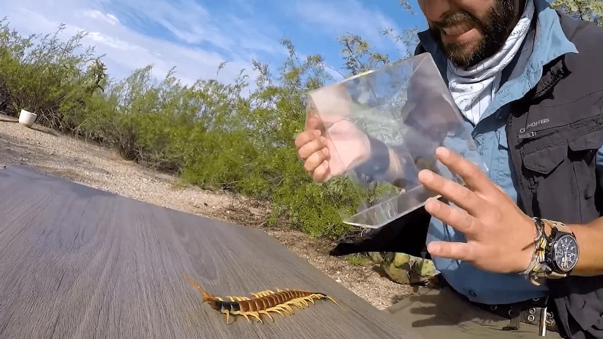 Australian centipede ceiling: Who is the strong man behind 700 seabirds ...
