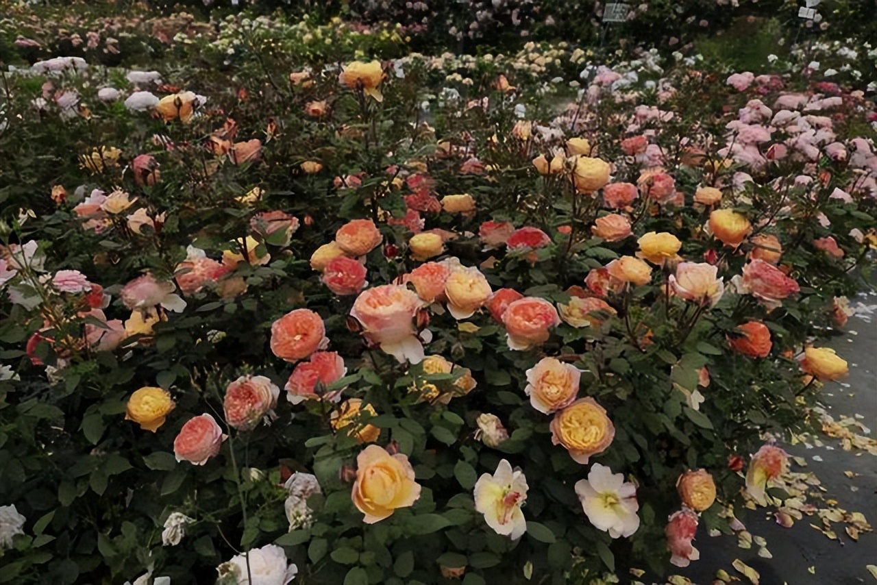 It's time to eliminate the "bare rods" of Chinese roses, use the right ...