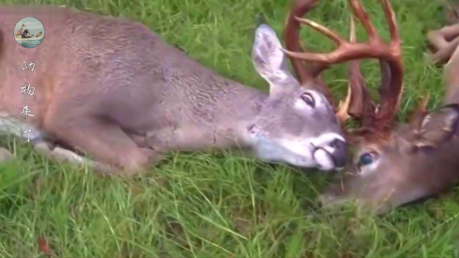 Because of their own stupidity, the stuck deer can only be eaten ...