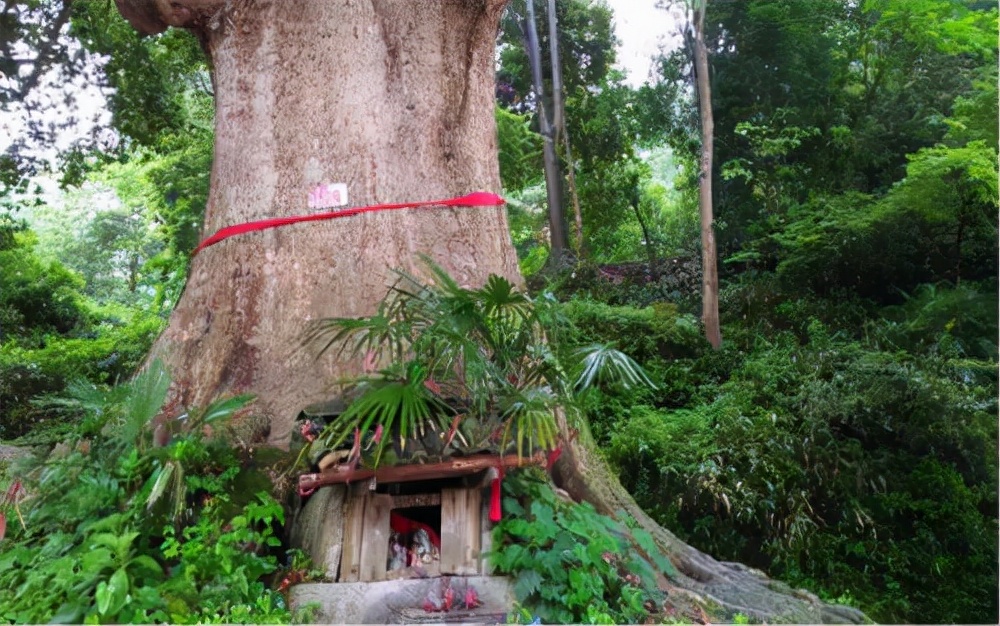 How expensive is nanmu, a tree can be exchanged for a Beijing courtyard ...