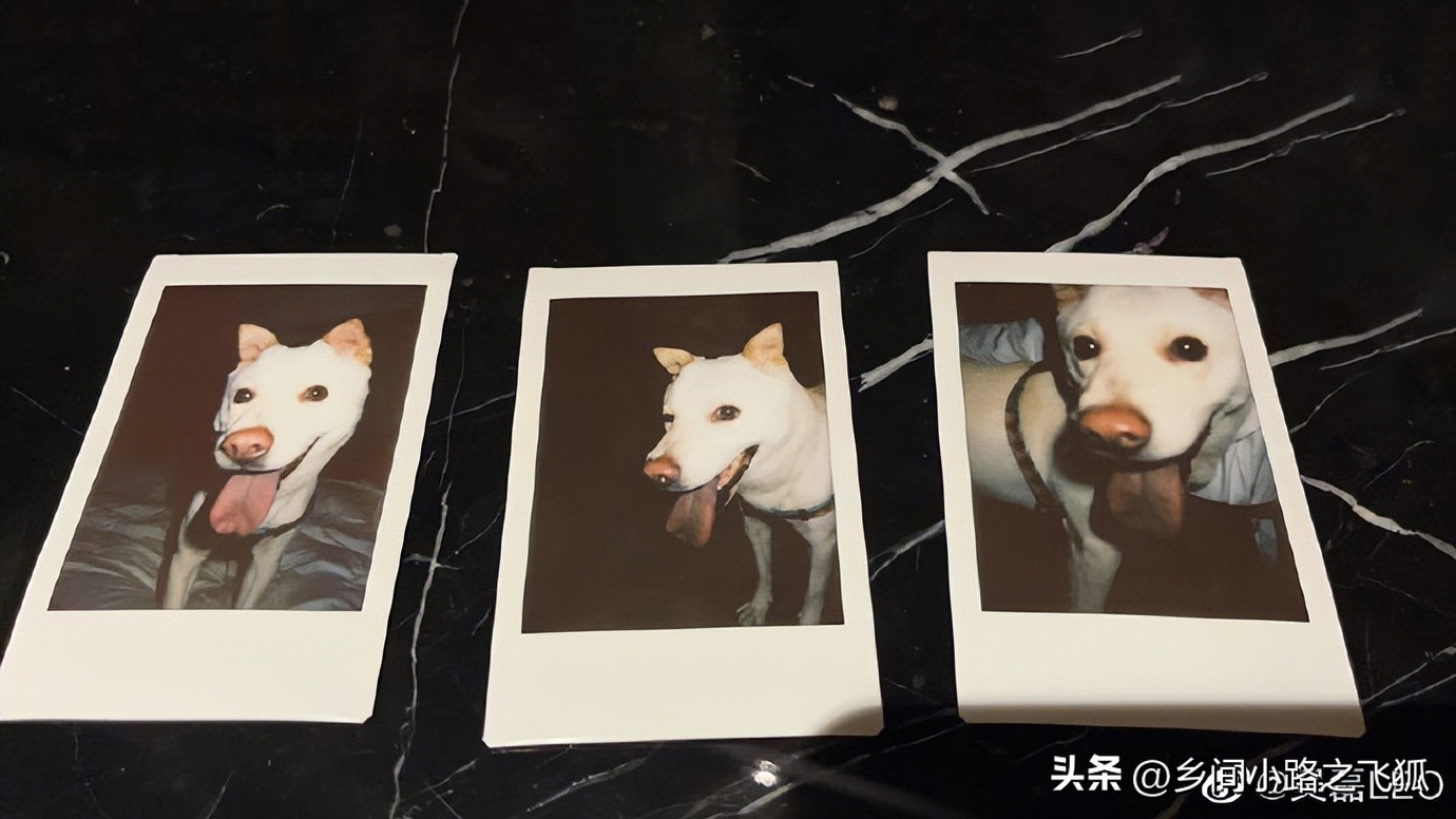 Wu Lei walks the dog in the park and takes pictures with gentleness and ...