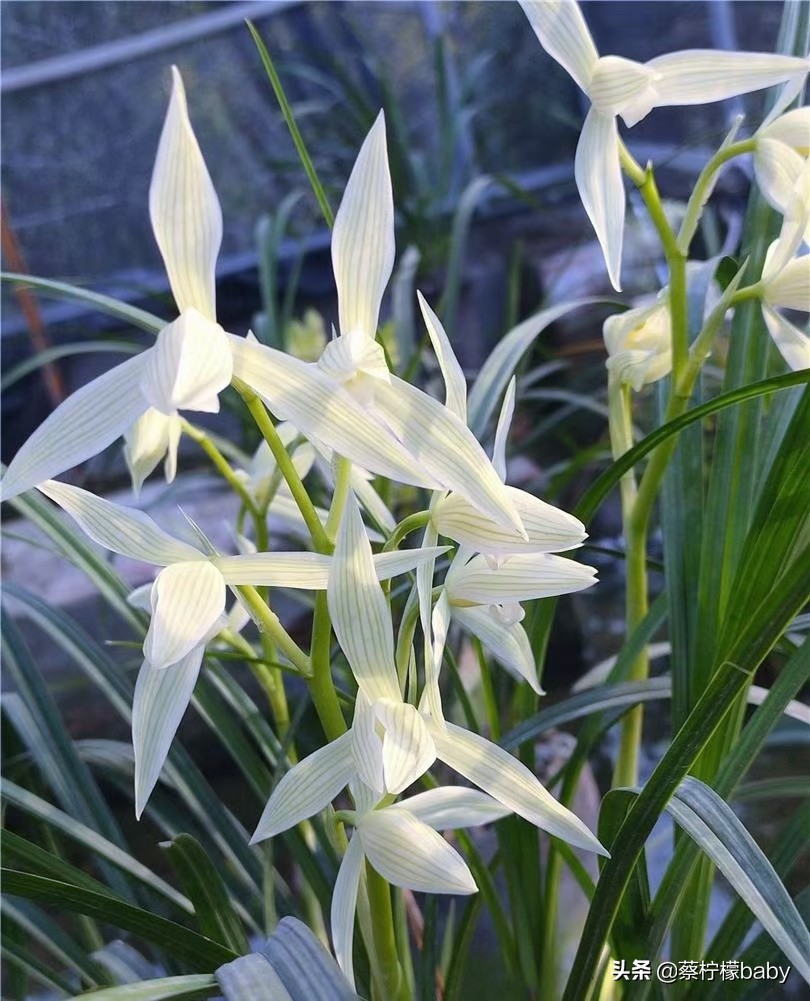 Have you seen 3 lotus petal orchids?Have you ever planted it? - iNEWS