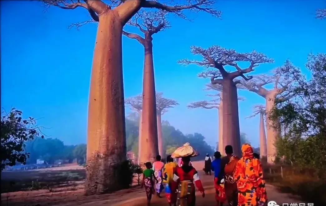 Traveling in the clouds, looking at the baobab tree - iMedia