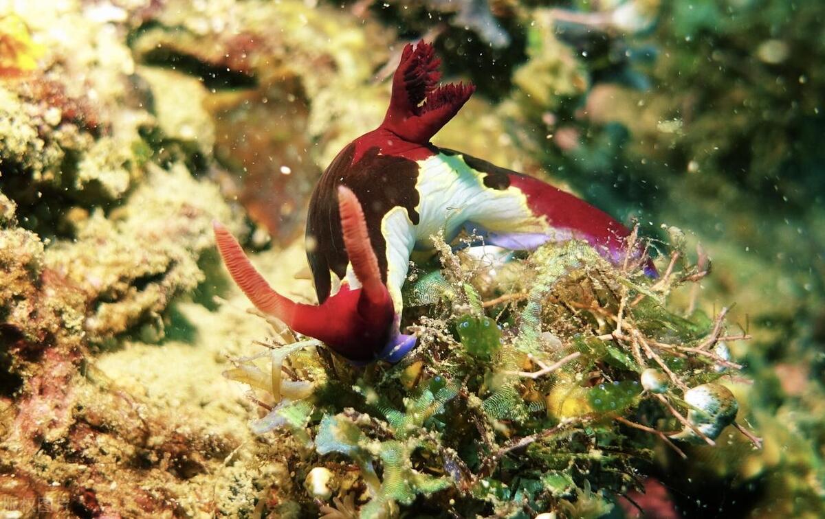 What do sea slugs have tentacles shaped like rabbit ears on their heads ...