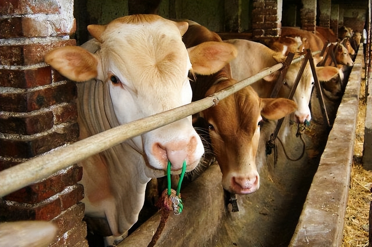 Judging whether a cow is healthy by cow dung: the method of judging ...