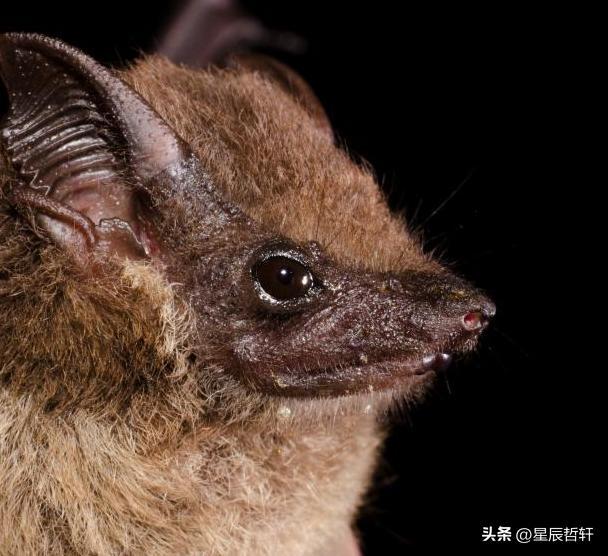 Bat cubs learn language like babies - iNEWS