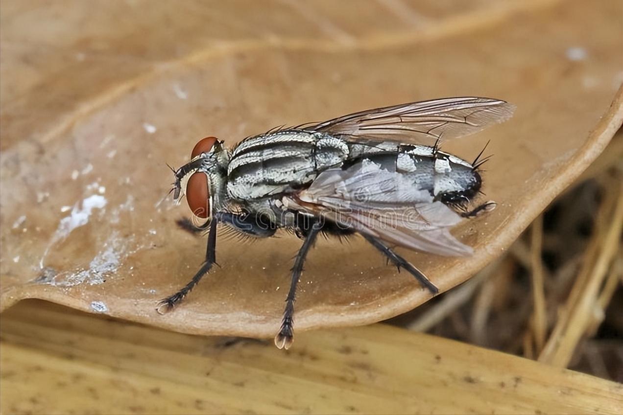 What is a Gadfly? Why can't the gadfly's nest be pinched? The fastest ...