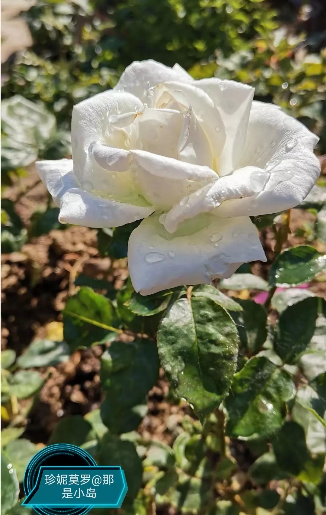 Jeanne Morrow is a beautiful pure white cut rose - iNEWS
