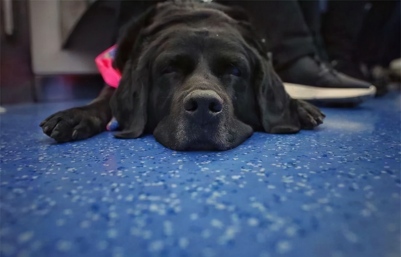 Current status of guide dog Jenny: She has retired, and her greatest ...