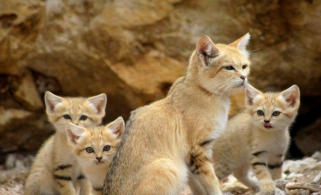 The most powerful "kitten" in the desert can survive at 52°C and eat ...