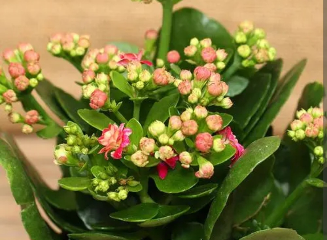 After September, 4 kinds of flowers begin to grow buds, do not prune ...