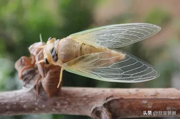 The golden cicada has become an endangered species, don't let the ...