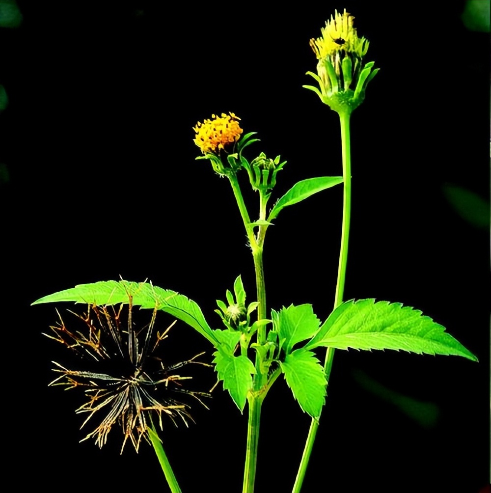 The ghost needle grass on the side of the road is boiled in water, so ...