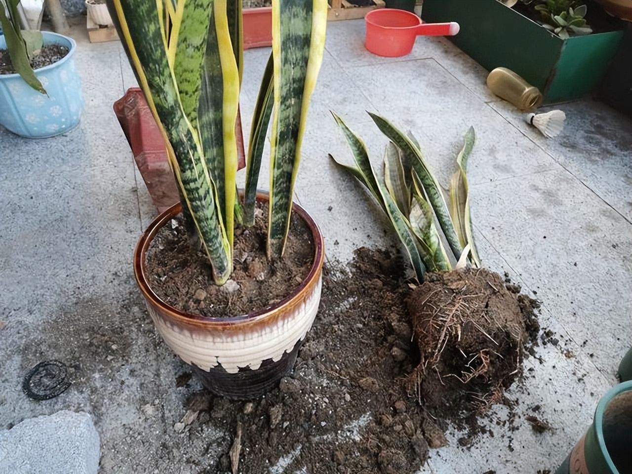 7 kinds of beautiful flowers, fast cutting in spring, rooting in 7 days ...