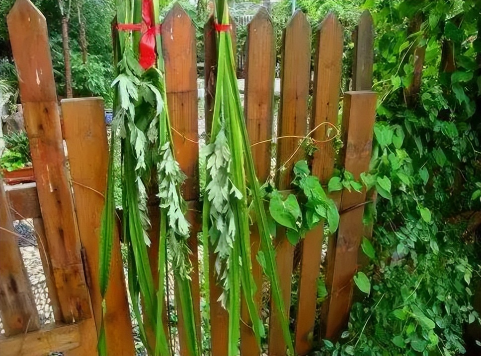 Why do we hang calamus on the Dragon Boat Festival?Is there anything to ...