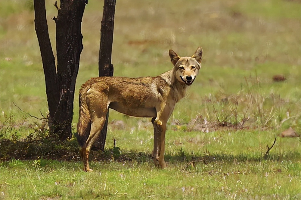 Why are wolves afraid to attack sheep protected by sheepdogs?Can a wolf ...