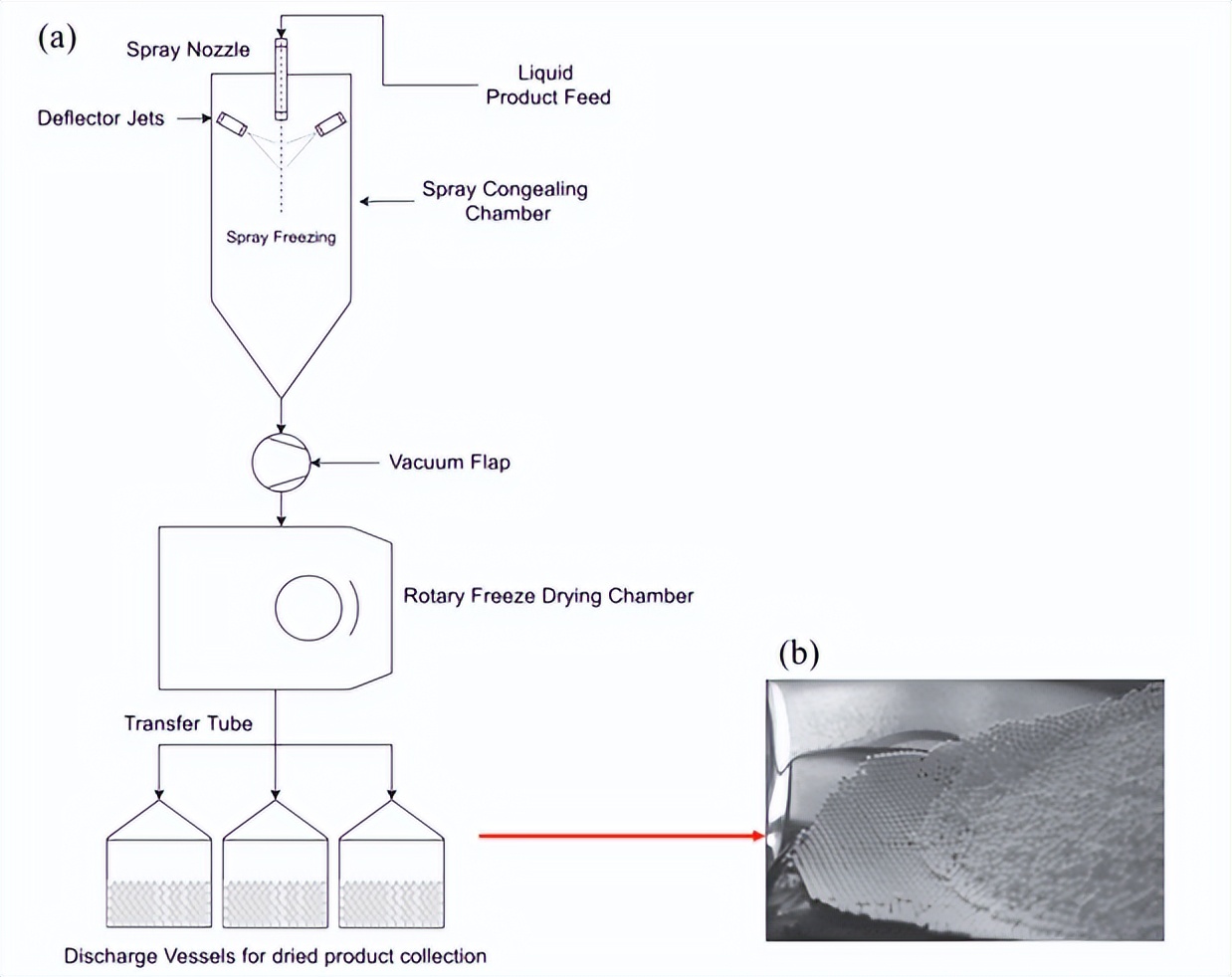 Research progress on freeze-drying process of biological products - iNEWS