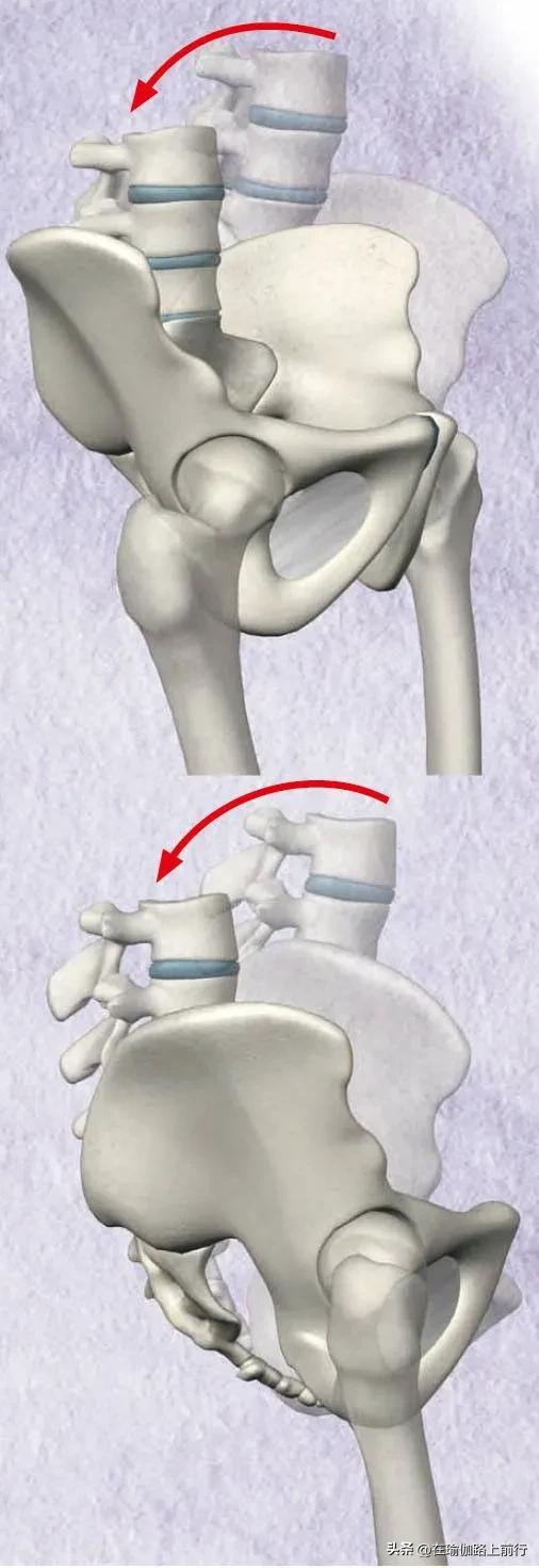 Basic movements of the pelvis - iNEWS