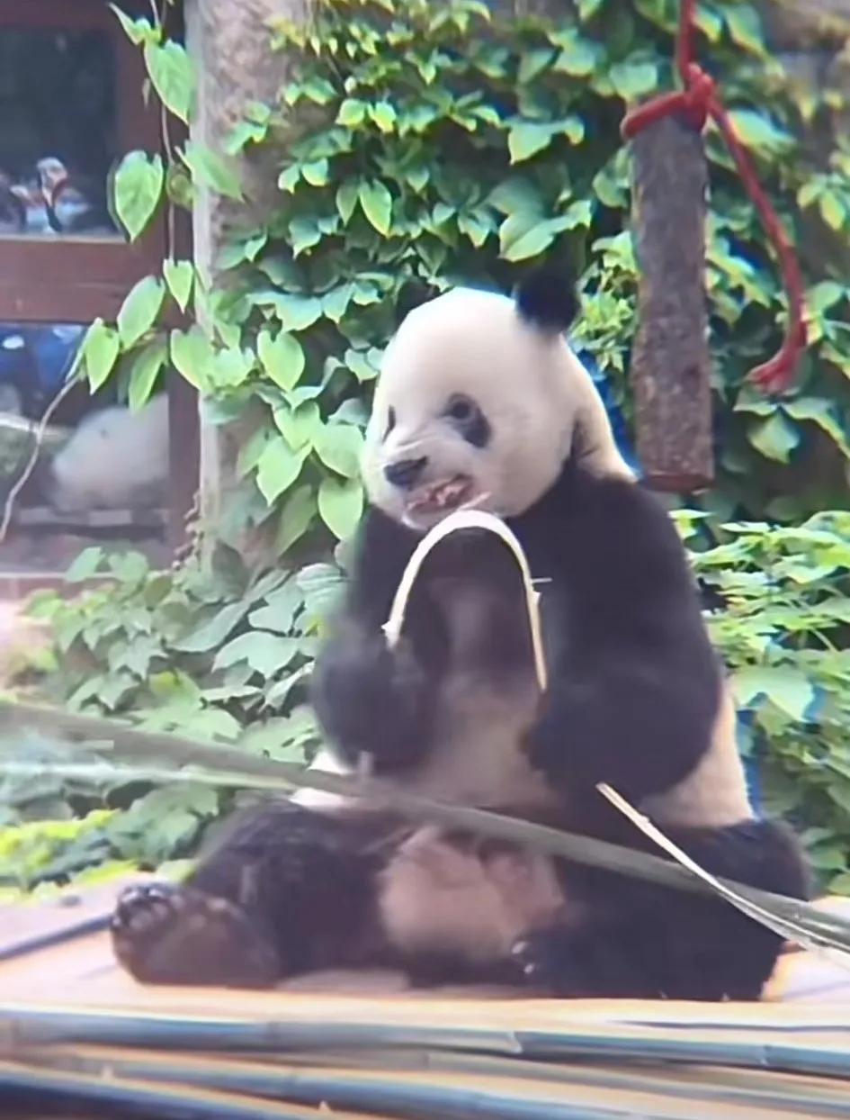 The sad story behind the most "filial" giant panda The second prince ...
