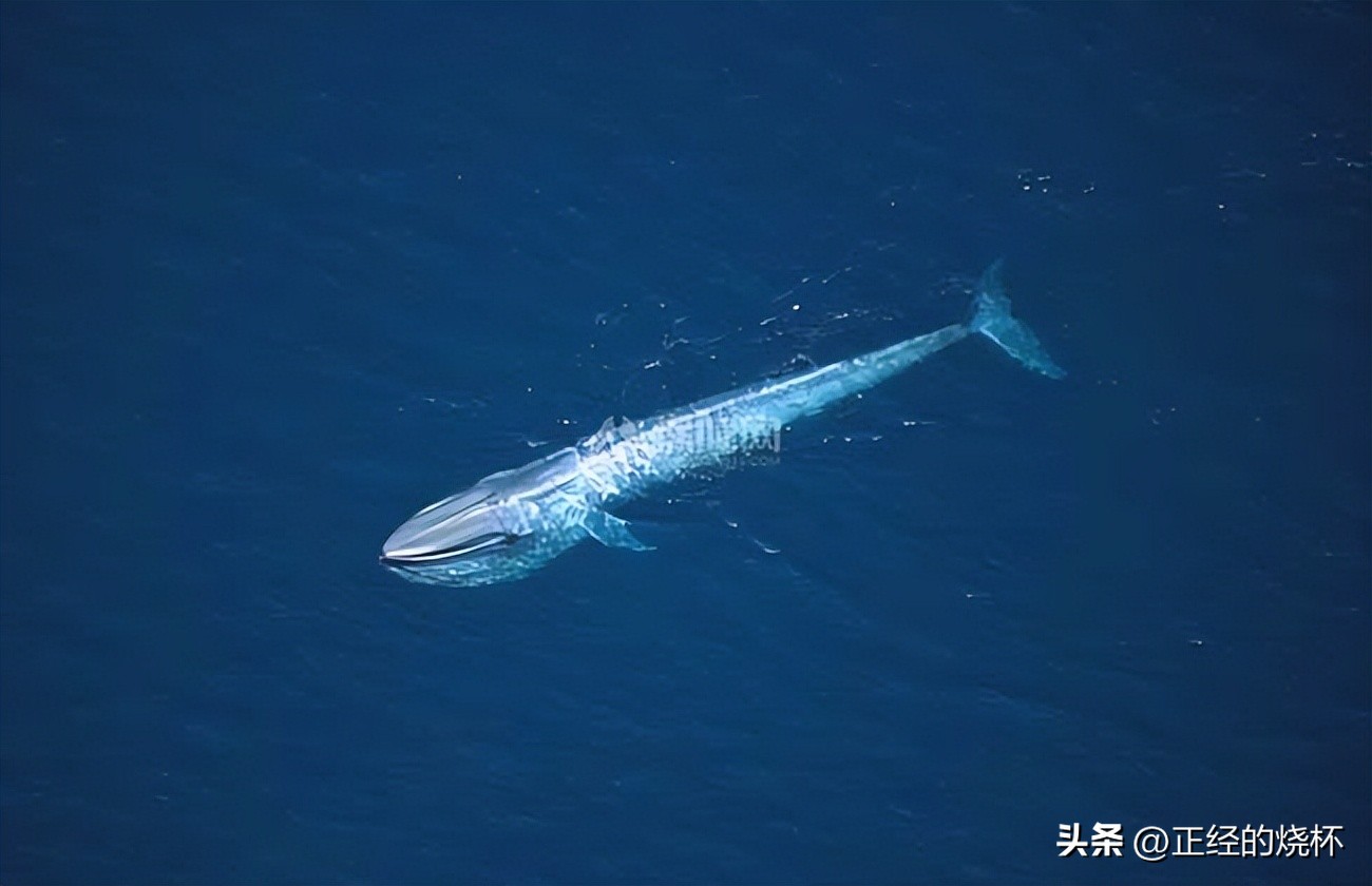 What does it mean for blue whales to rise, how long do they live, and ...