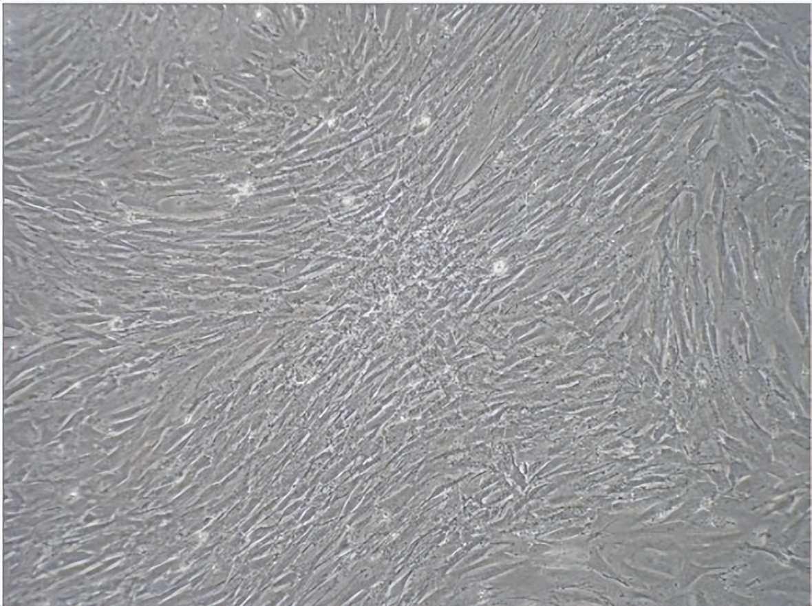 Primary Cell Acquisition and Culture - iNEWS