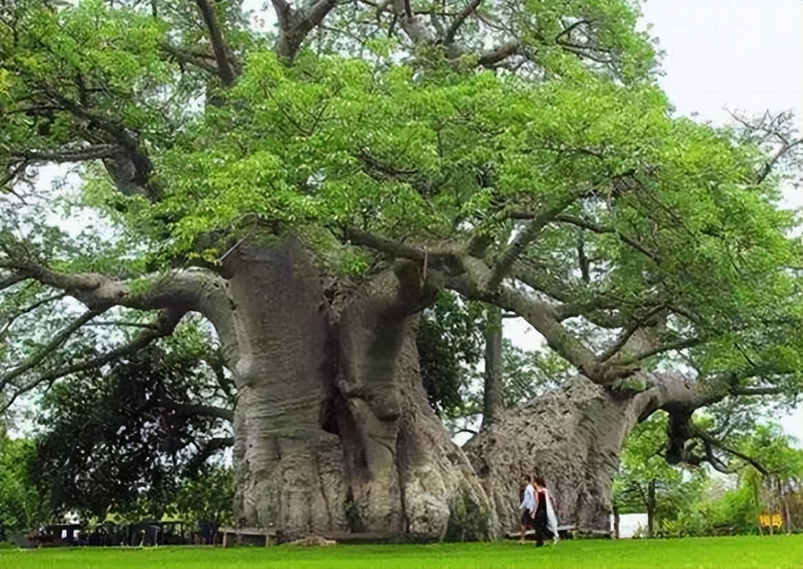 The 10 most awesome trees on earth: 6 are in China, the value is ...