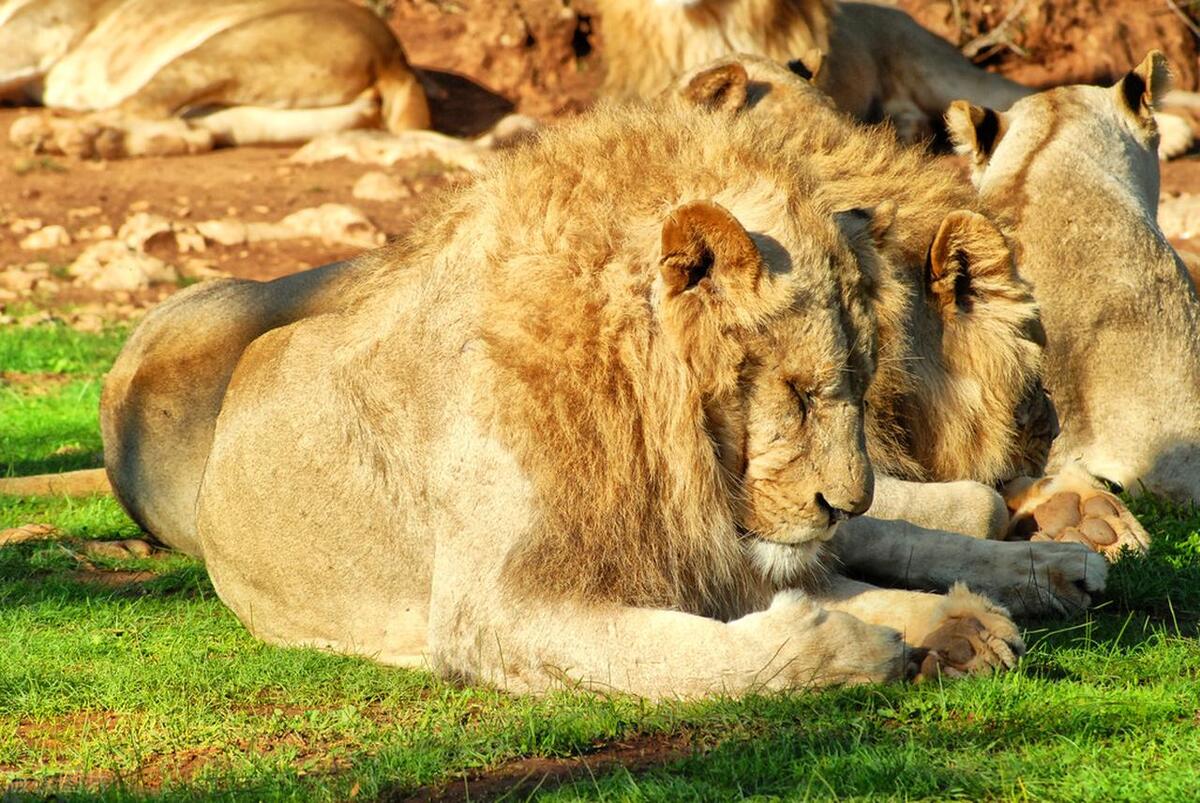 The spectacle of the Delta, a super pride of more than 30 lions - iNEWS