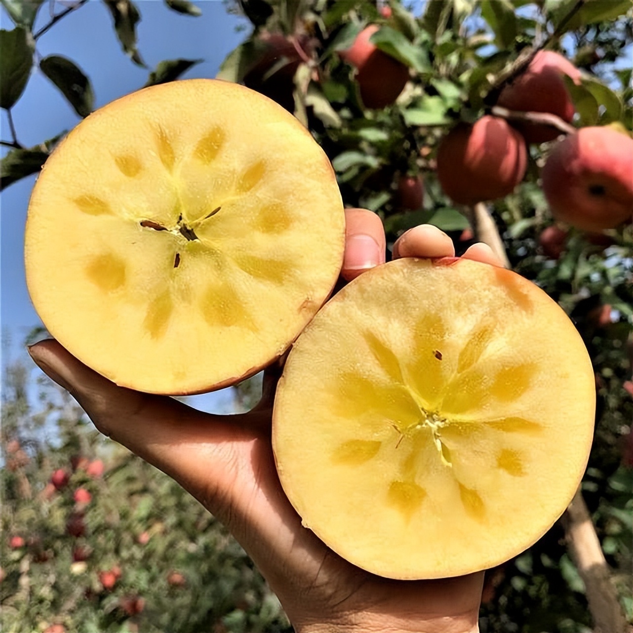 Where is the best apple in China?Please look for these 4 places, all of ...