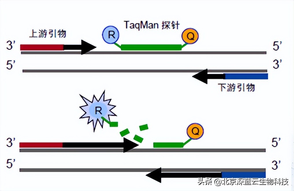 Fluorescence quantitative PCR experiment, how to choose fluorescent ...