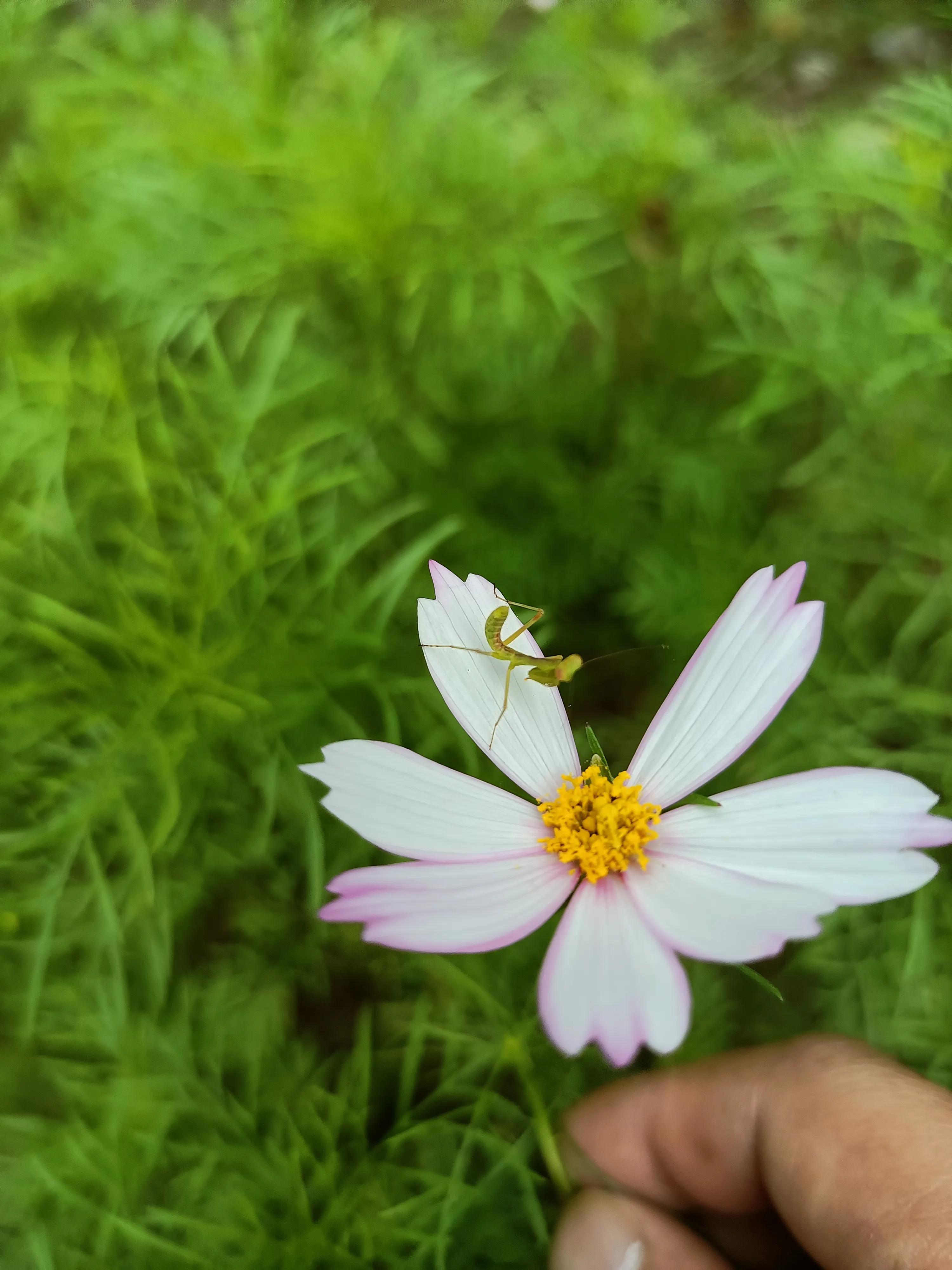 Unexpectedly, when I was shooting cosmos, I ran into it with fierce ...