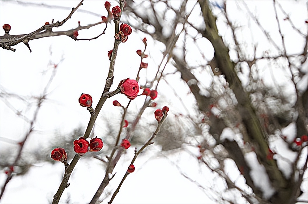 Interpretation of Luxue Guanglian Poetry Series 25——Detailed ...