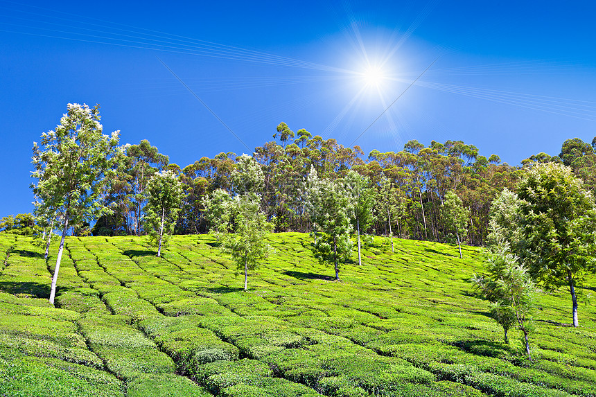 Imperial Impact : The Ecological and Social Consequences of British Tea ...