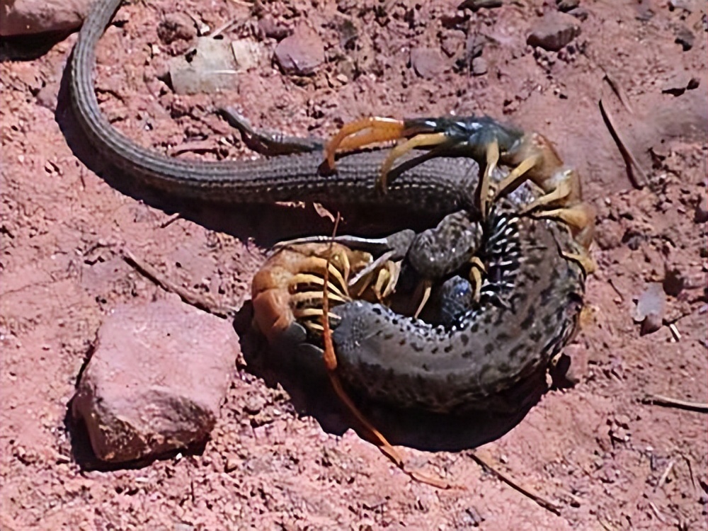 Five "giant centipedes" were intercepted, catching bats, fighting ...