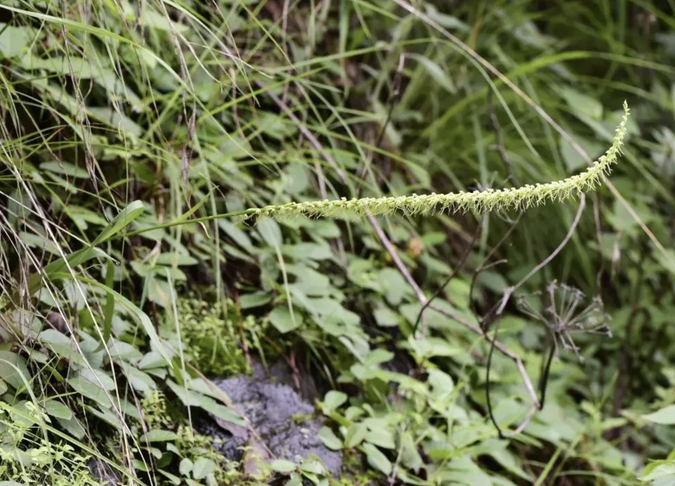 There is a kind of "kidney sac grass" in my hometown, which is only 12 ...