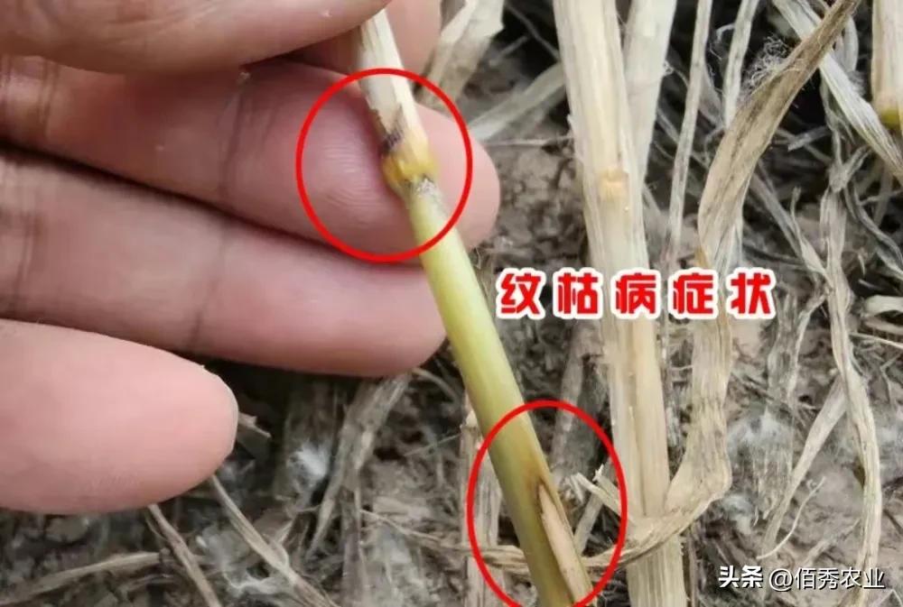 The "232" management rule in the jointing stage of wheat is simple and ...