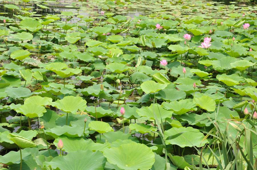 During the little summer, I took a group of green photos in the Tuhai ...
