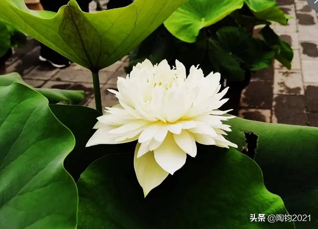 Zhou Dunyi's "Ai Lian Talk" is based on things and wishes, and my heart ...