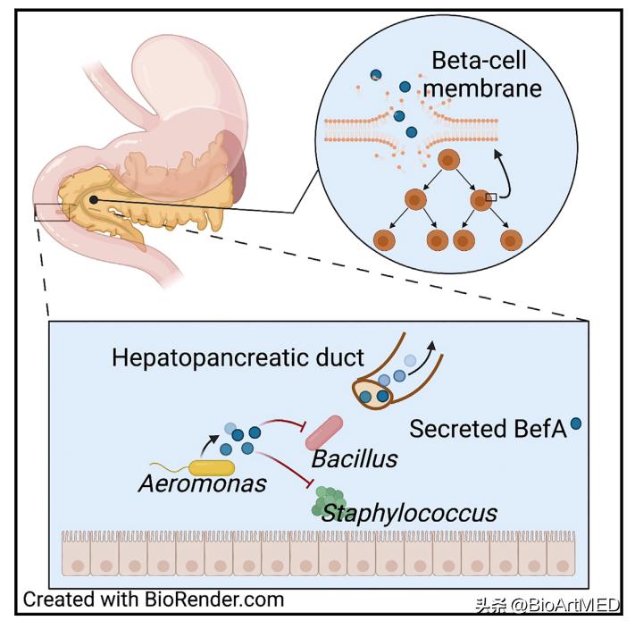 Microbially secreted membrane disruptor BefA increases pancreatic β ...