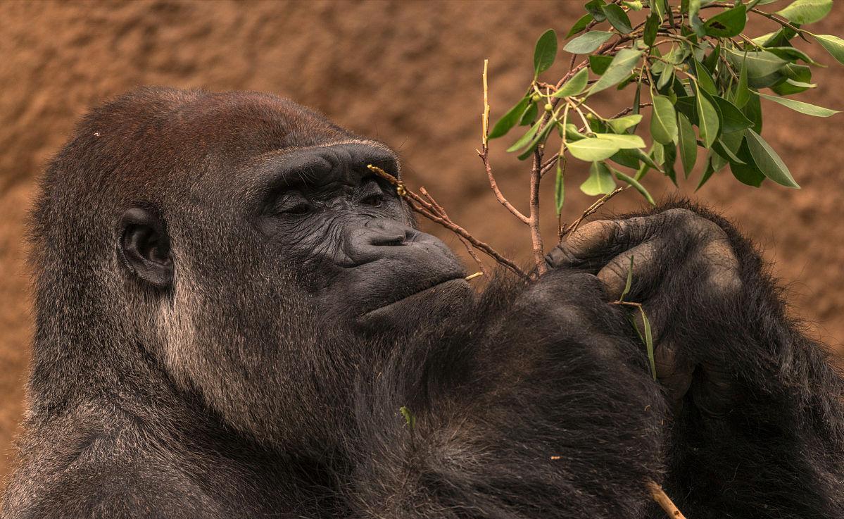 One Punch Man, the real version of "King Kong", the silverback gorilla ...
