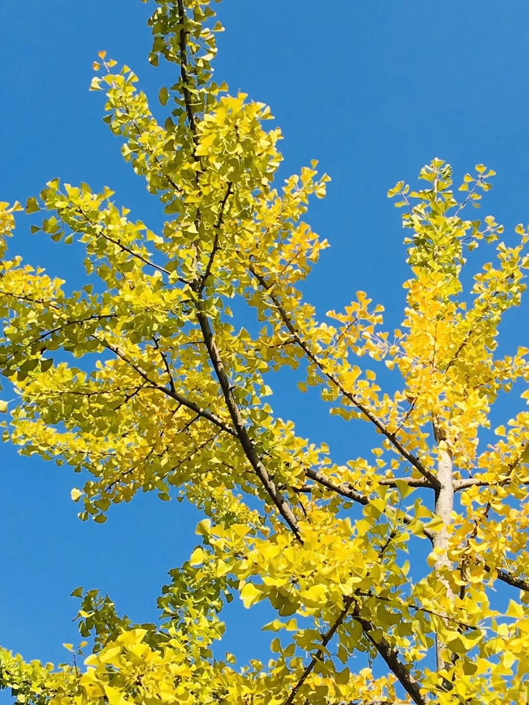 Ginkgo biloba in autumn... - iNEWS