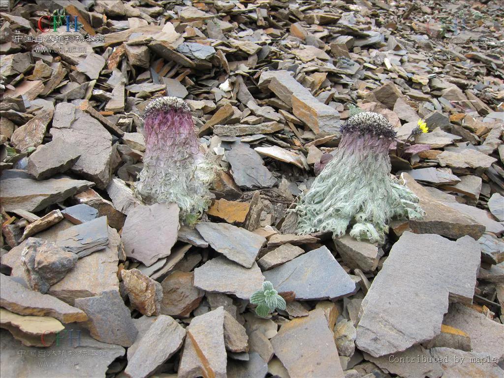 Meet Rare Plants: Jellyfish Snow Rabbit - iNEWS