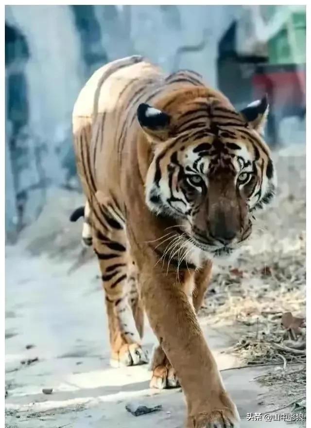 Surprisingly, there is still the possibility of wild South China tigers ...