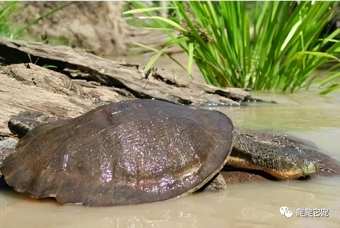 The turtle that breathes chrysanthemums with its gills in its butt ...