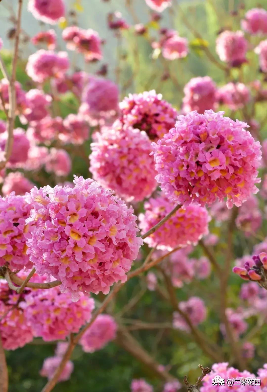 It's time for the yellow flower wind and Suzuki to bloom again - iNEWS