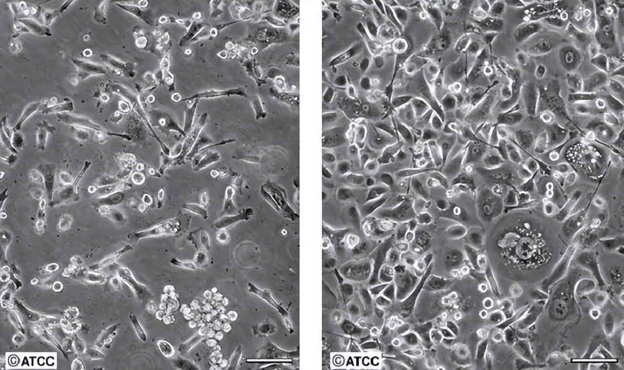 Getting started with cell culture - iMedia