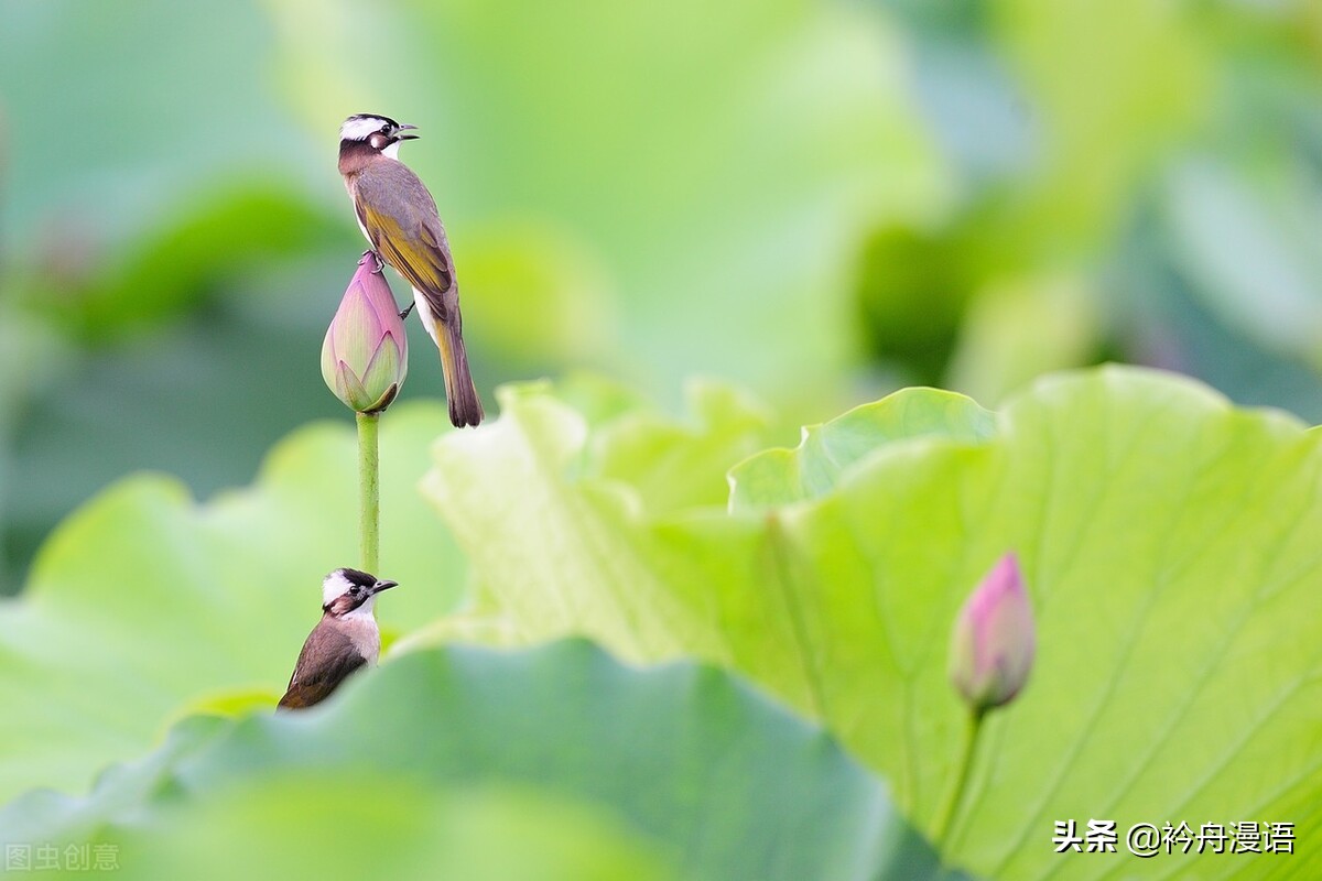 Beautiful encounter between lotus and birds - iNEWS