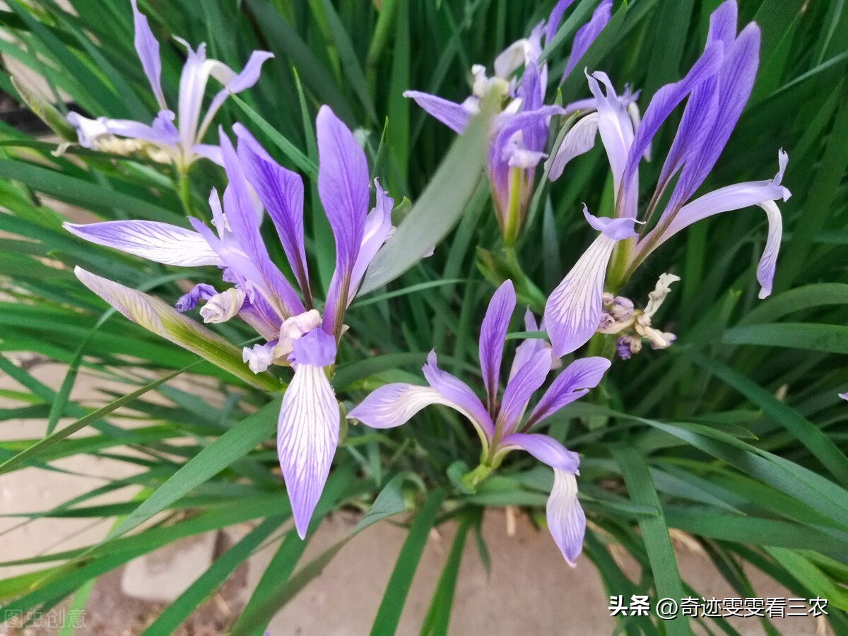 Malian grass - iNEWS