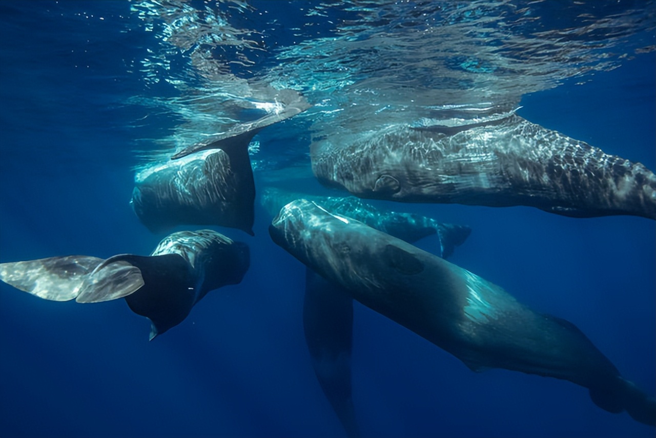 Sperm Whale: The largest predator, diving 3,000 meters to hunt deep-sea ...