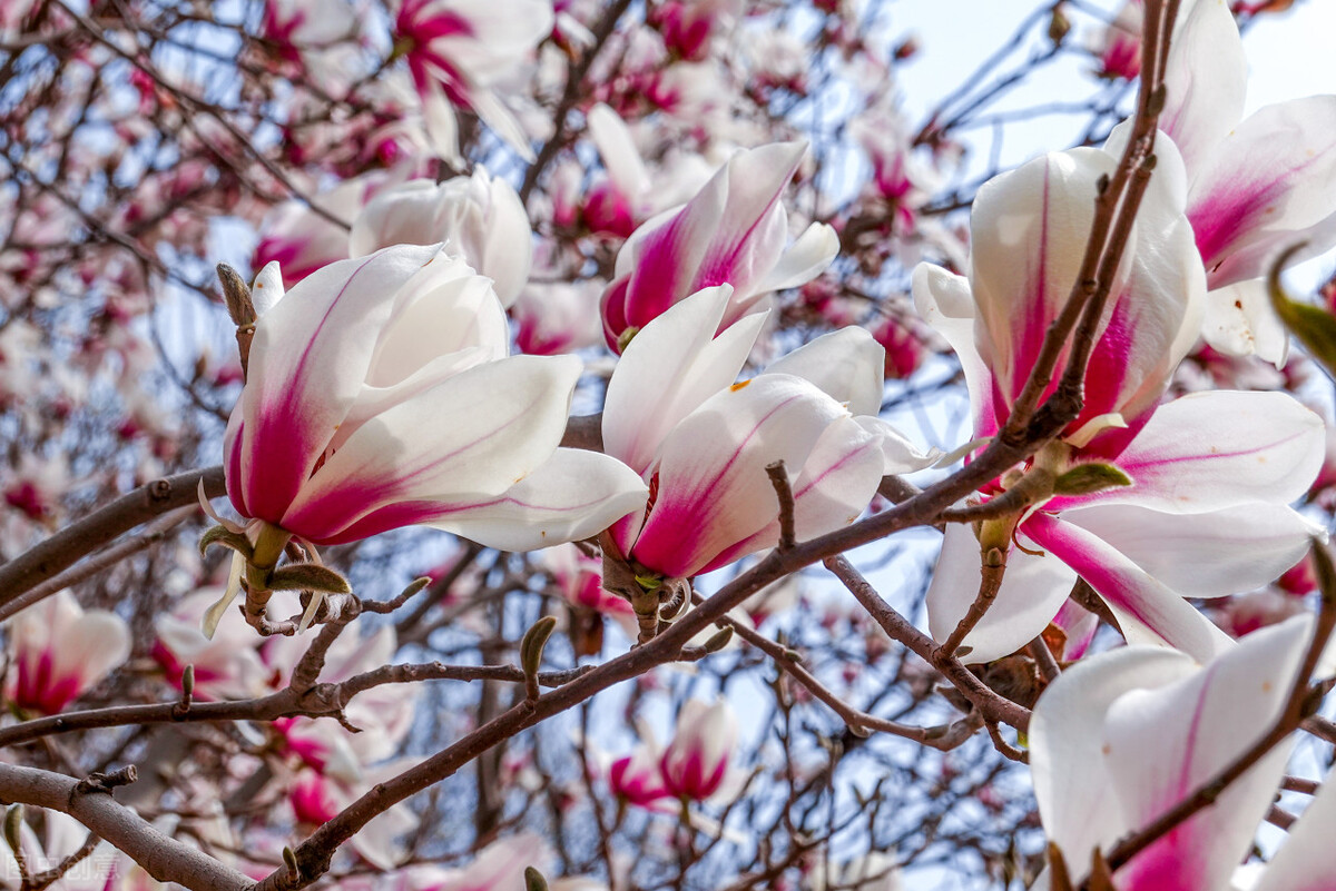 The spring equinox is approaching, remember to eat these 2 kinds of ...